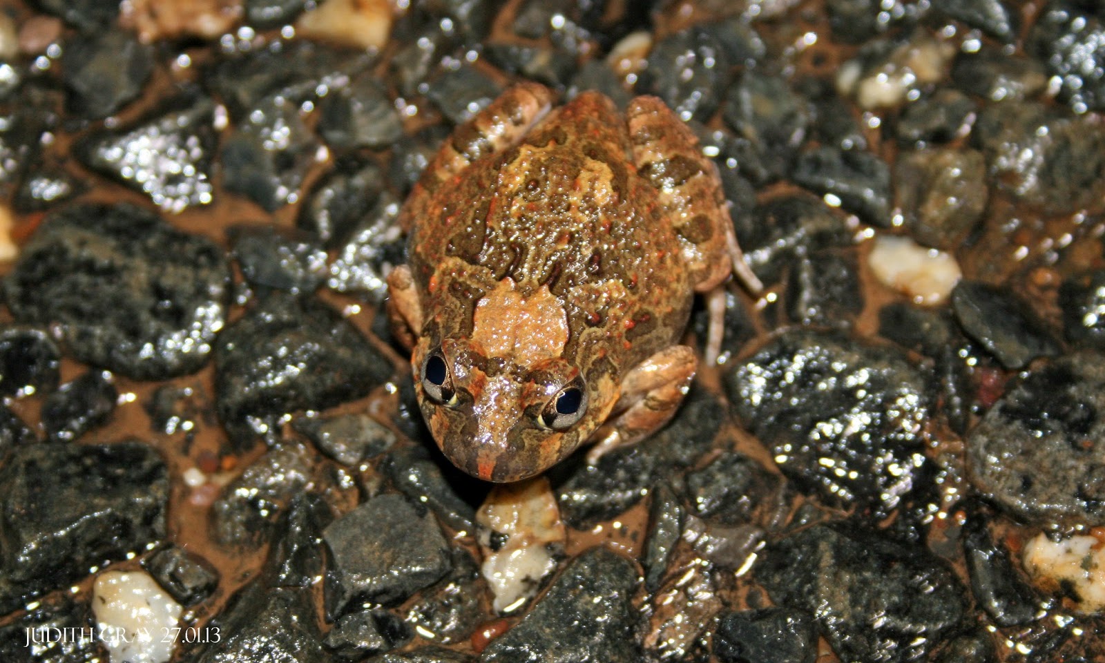 Ornate Burrowing-Frog's 27/01/13