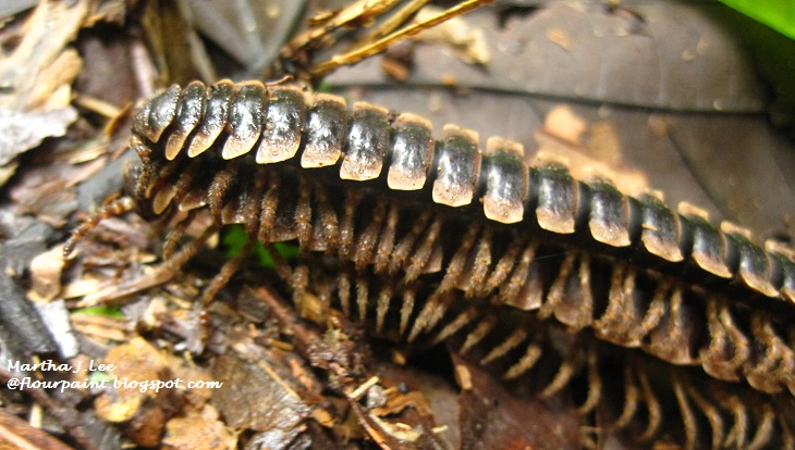 Kids EXPLORING: Rafflesia and Raja brooke at the Ulu Geroh National Park