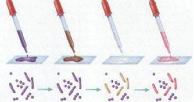 Welcome :): Metode Pewarnaan Gram Pada Sel Bakteri
