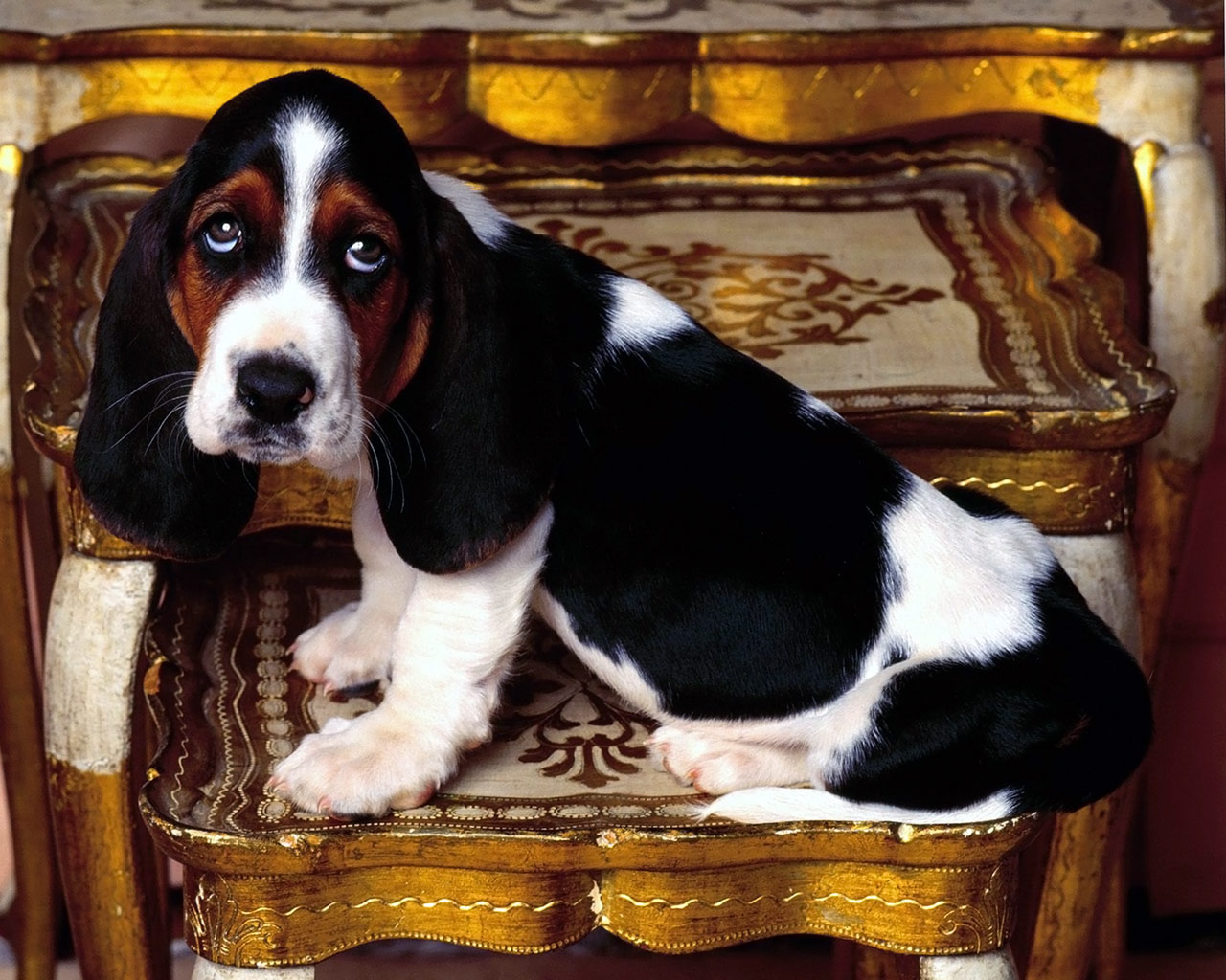 Todas las razas de perros: Basset Hound