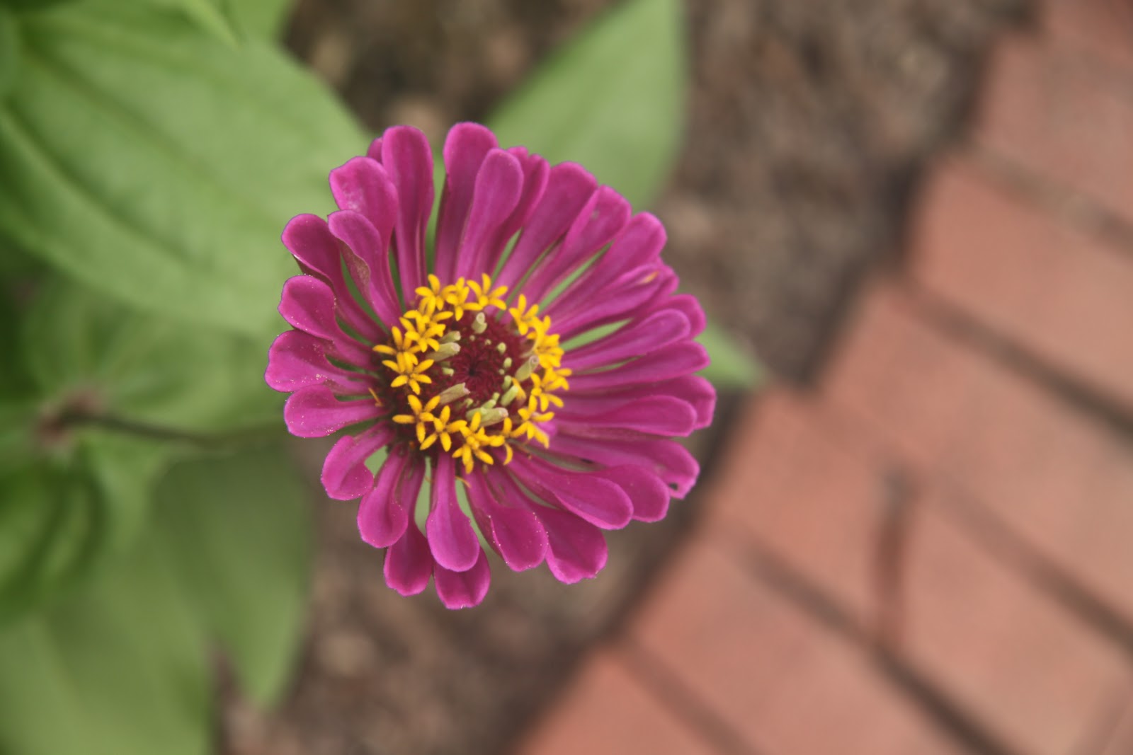 lisa gammel maas: in clover: the fairly odd summer and zinnias