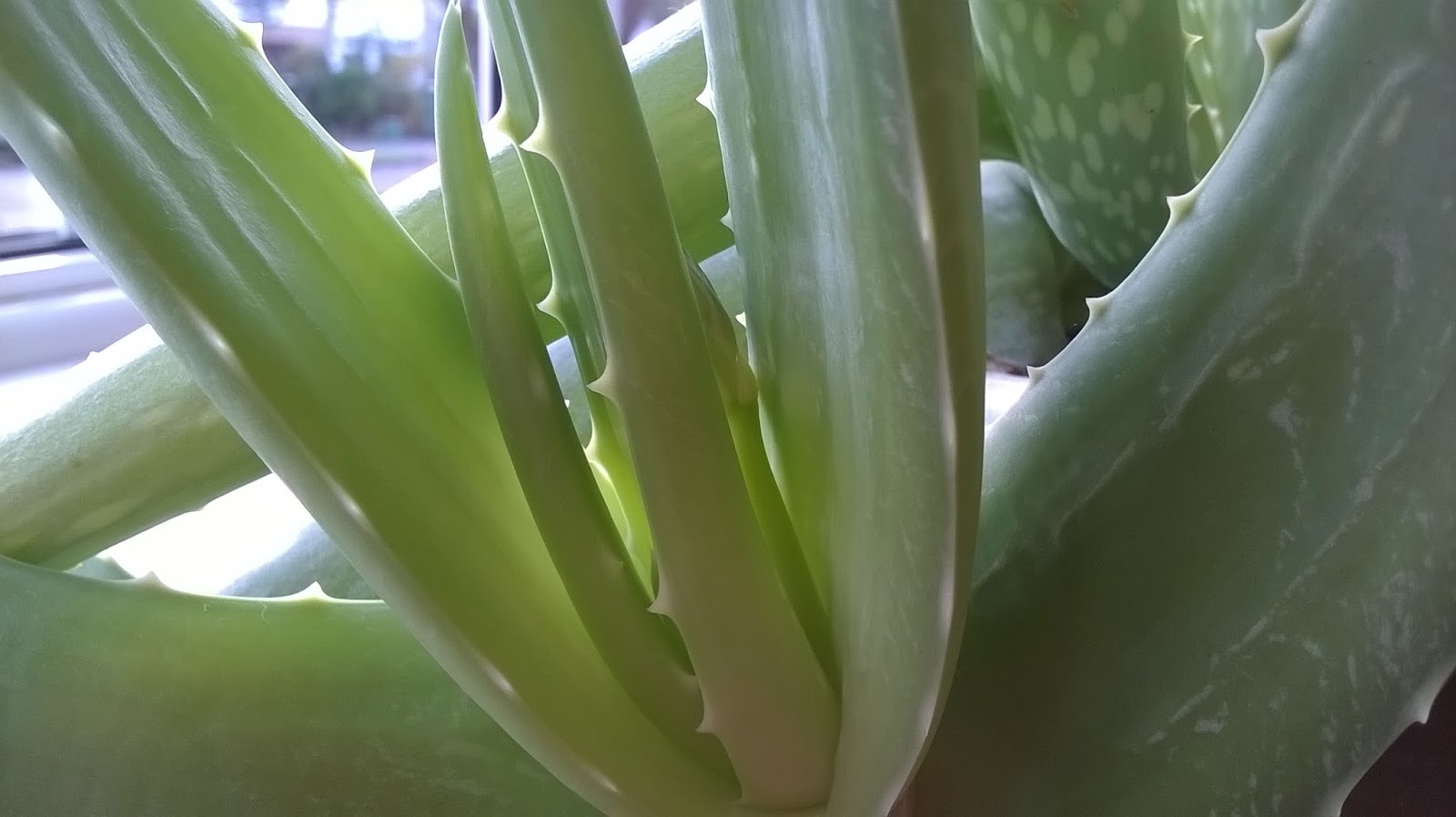 psmv3: Flowering triffid