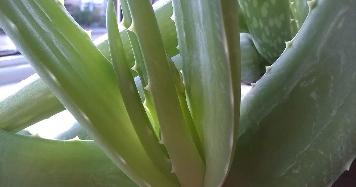 psmv3: Flowering triffid