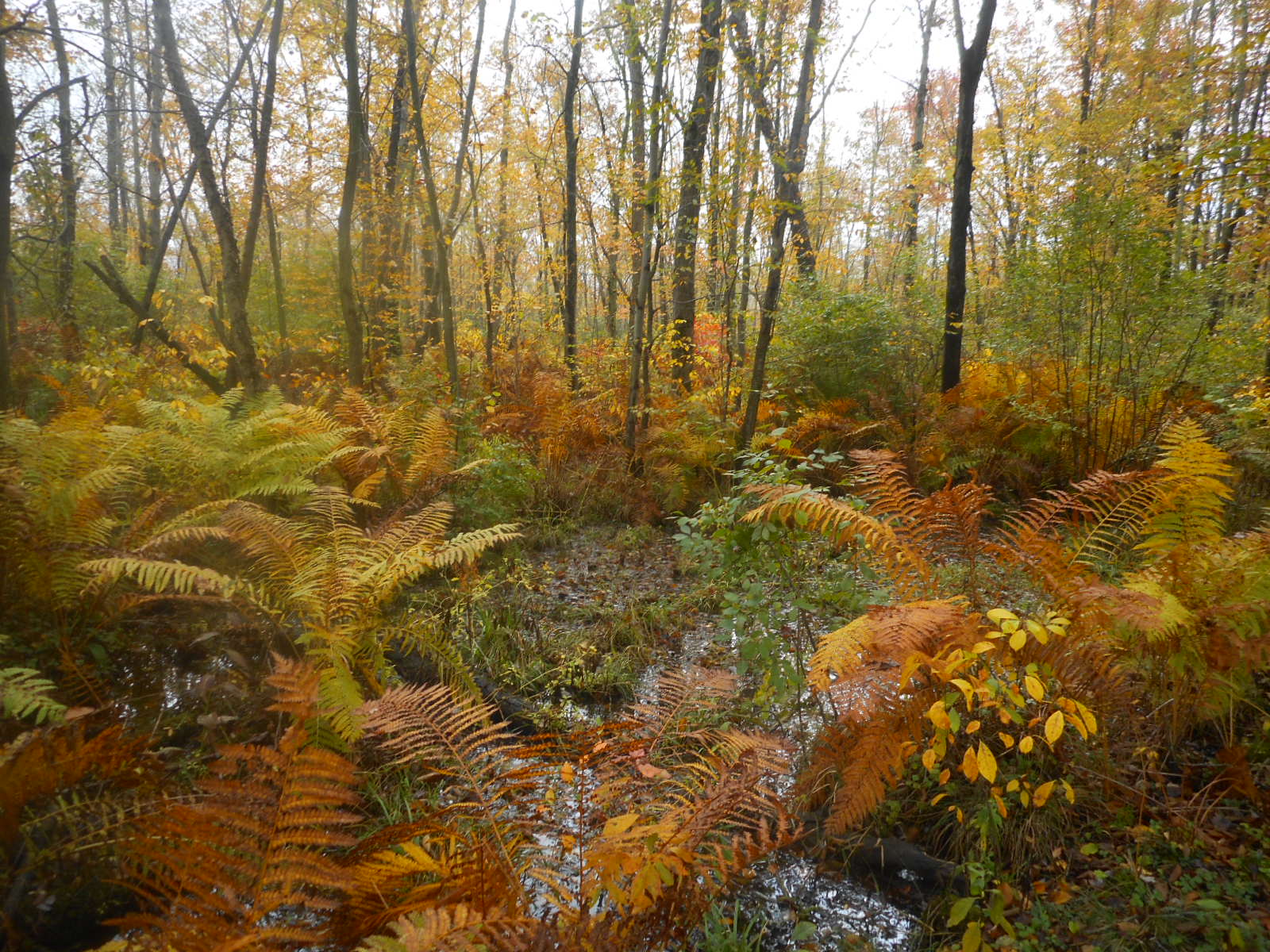 Terri of the Trails: Cowles Bog Trail: Walking Part of the Great Marsh ...