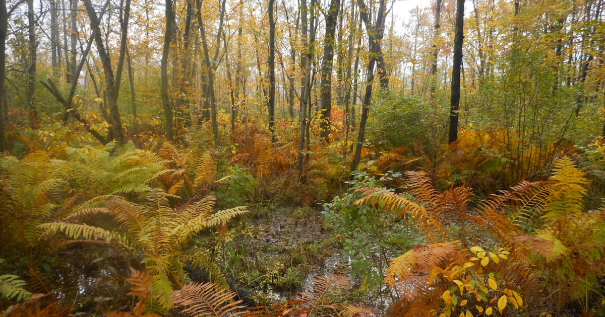 Terri of the Trails: Cowles Bog Trail: Walking Part of the Great Marsh ...