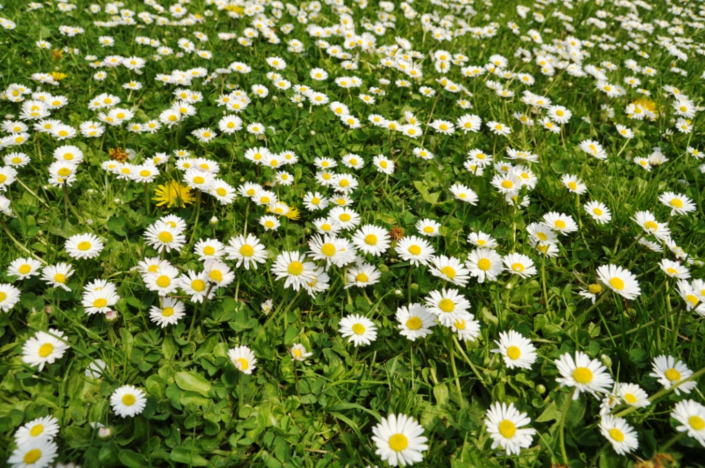 Sedmikrásky - Petra