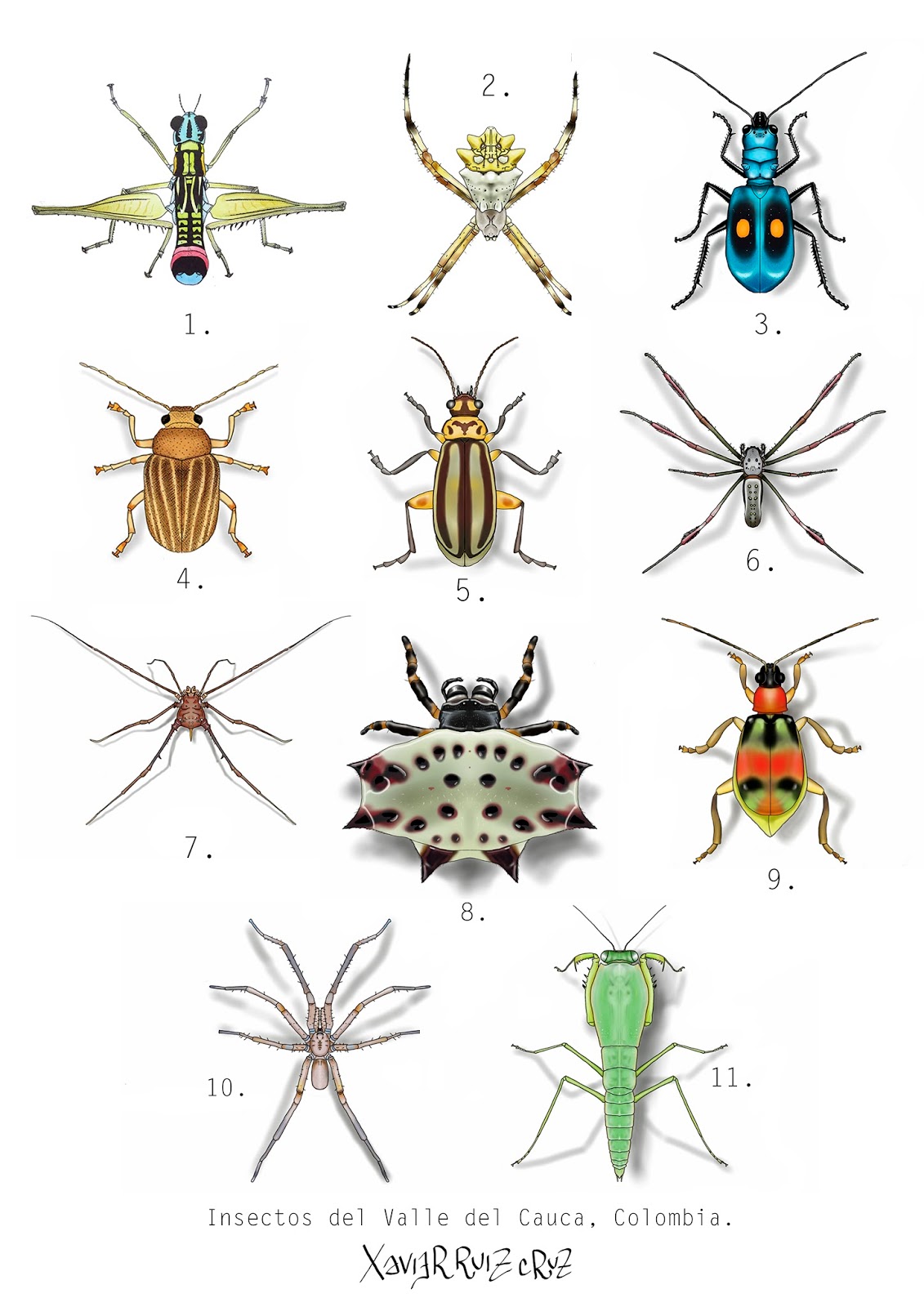 Insectos del Valle del Cauca - Xavier Ruiz Cruz