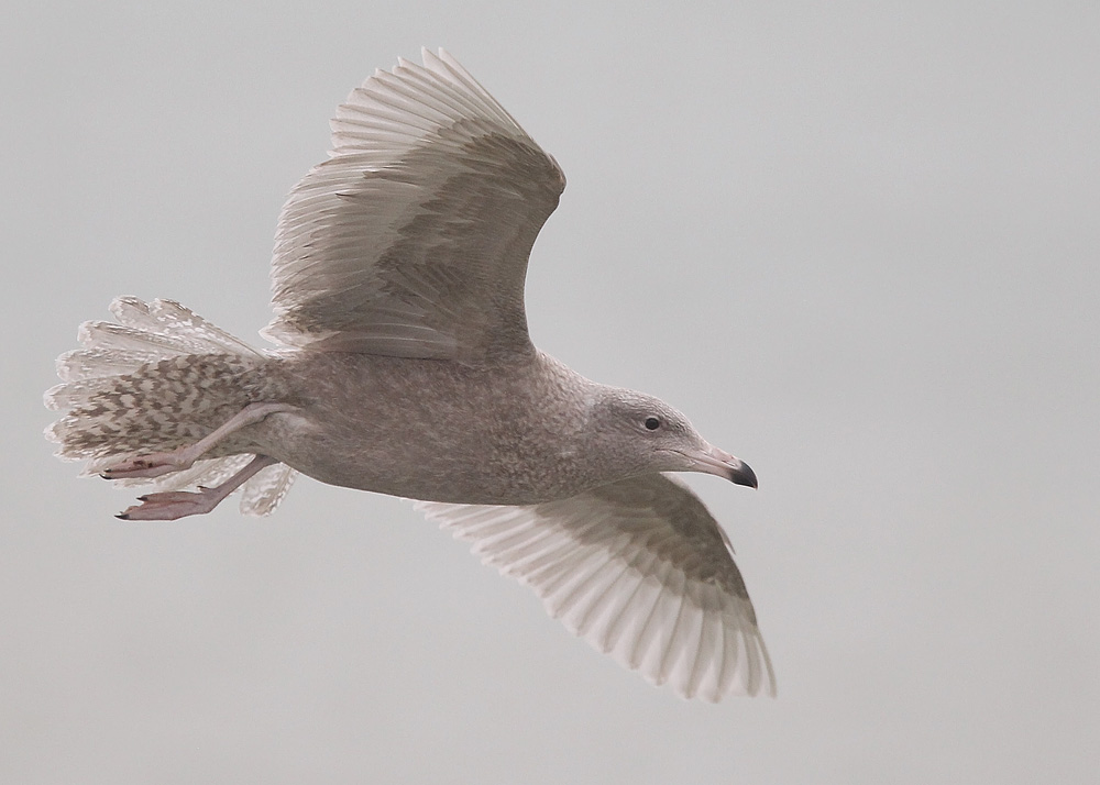 Richard Smith - Birdwatching Days Out: GLAUCOUS GULL, juvenile, CASPIAN ...