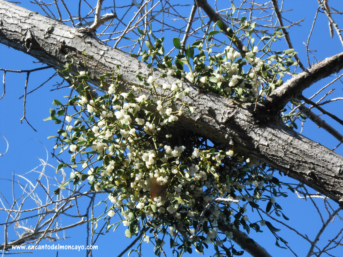 Las propiedades mágicas del muérdago