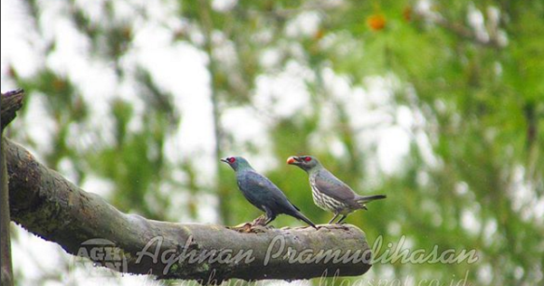 Perling Kumbang / Asian Glossy Starling /Aplonis panayensis - Aghnan ...