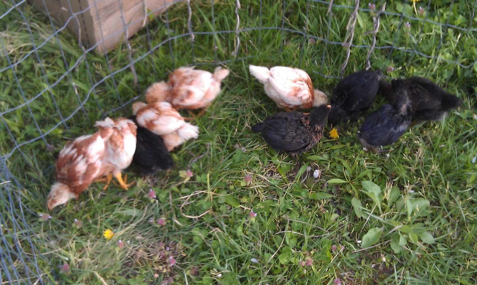 Chickens Are In The Coop