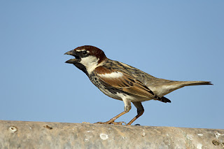 Imágenes de Pájaros: Gorriones