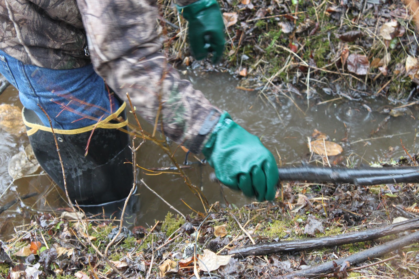 Welcome to Beaver Creek Homestead: Trapper Tales