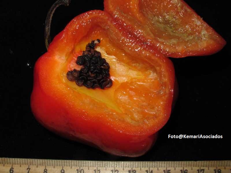 Jardines y huertos a tu alcance: Del amor al Capsicum y si es verdad ...