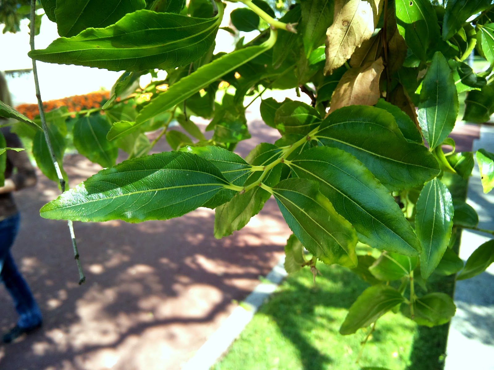 Árboles con alma: Jinjolero. Azufaifo. Ginjoler. (Zizyphus jujuba)
