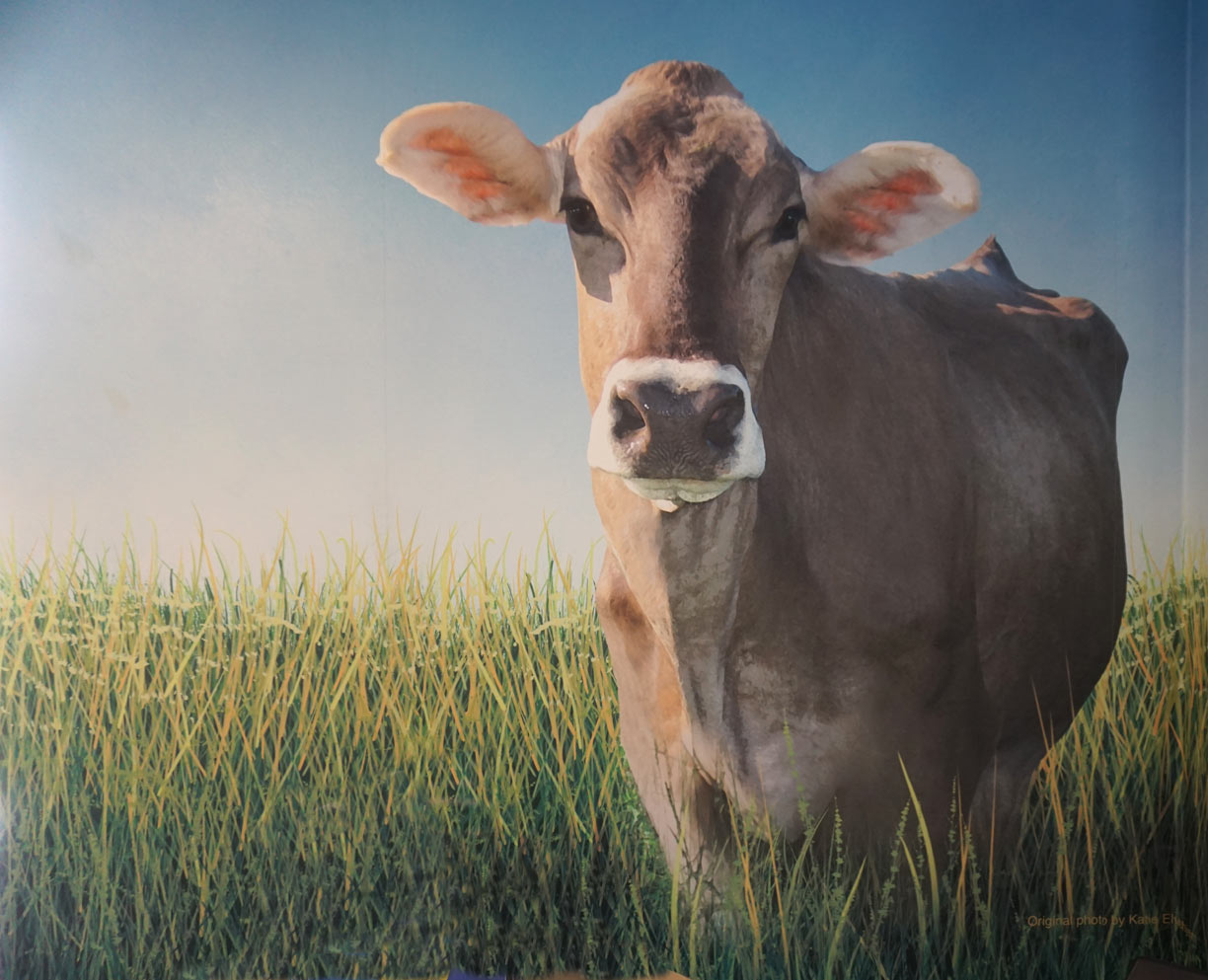 Taken For Granted: Sweet Cow