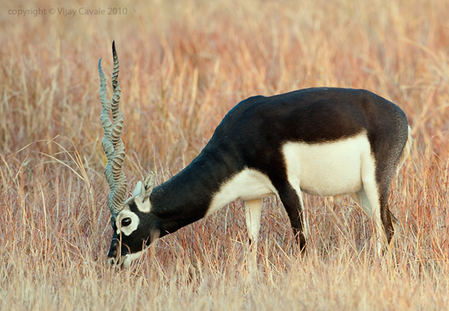 Journey of Joy: Blackbuck National Park - Velavadar!