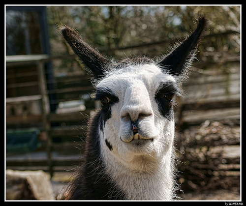 Funny Llama pictures for widescreen |Funny Animal