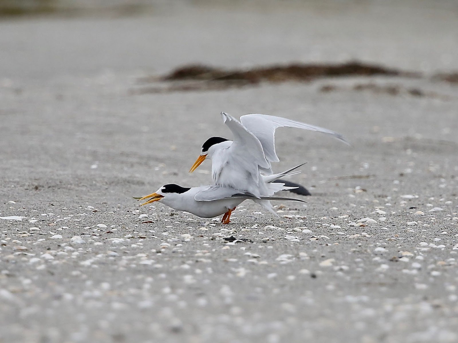 Avithera: Fairy Terns mating