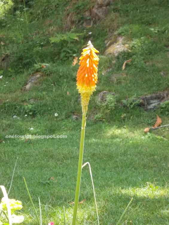 Dalhousie,, Flowers and photography , फूलो के फोटो,डलहौजी | TravelUFO ...