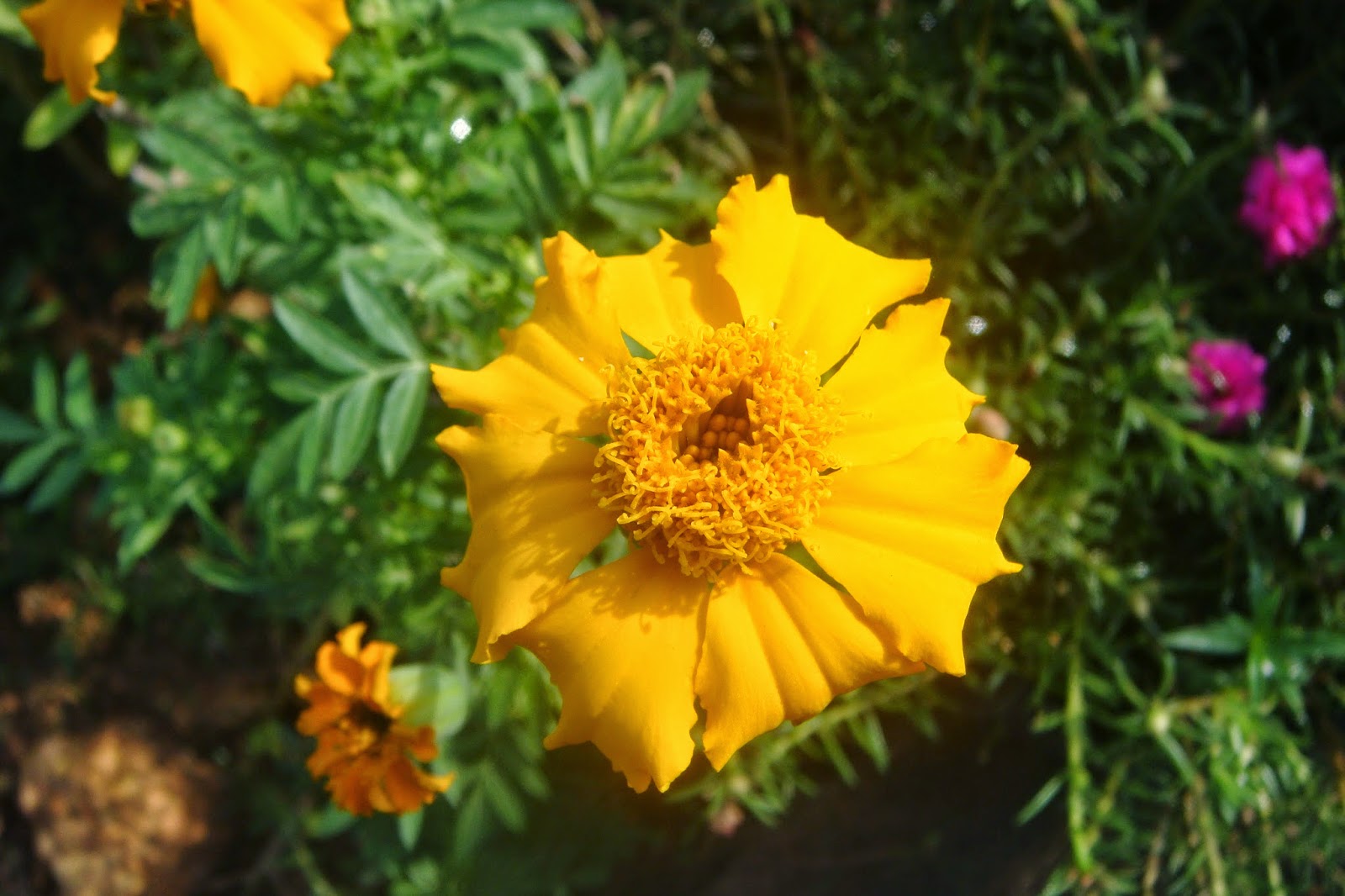My Wonderful Timez.: Bunga Marigold Kesayanganku...