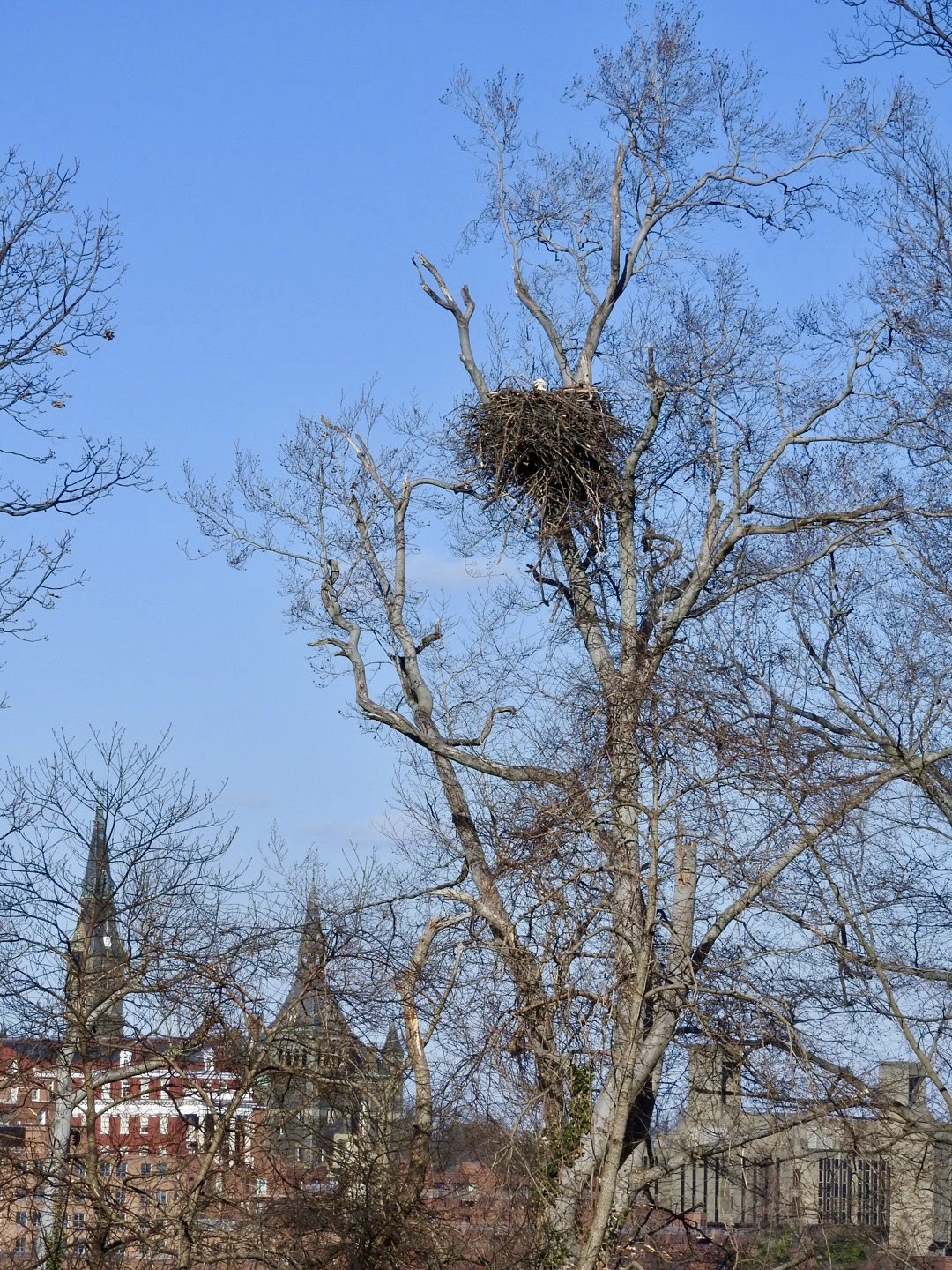 Terrierman's Daily Dose: Bald Eagle Nests on the Potomac