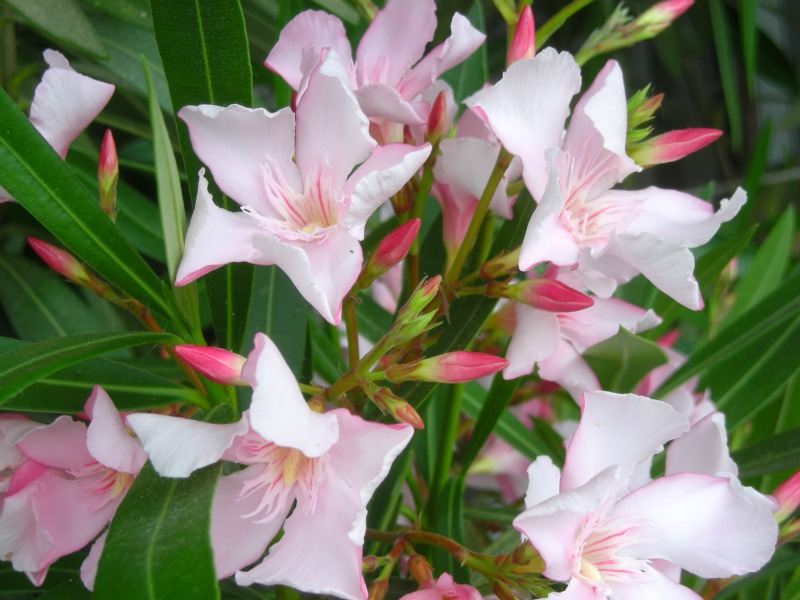 Annuk Creations - Color and Light Inspirations in Jewelry: OLEANDER IN ...