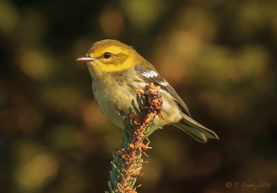 South Shore Birder: Black and White/Black-throated Green Warblers