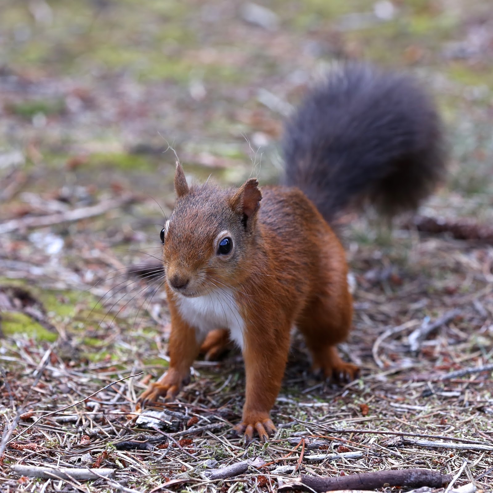 TrogTrogBlog: Red squirrels in summer