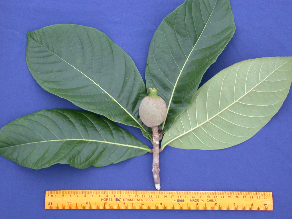 Especies Arboreas de Panamá: Genipa americana