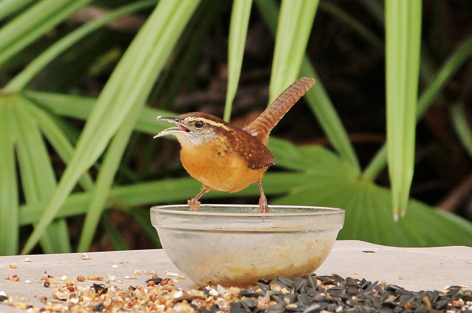 Joan and Dan's Birding Blog: Carolina Wren - A Little Bird with A Big Voice