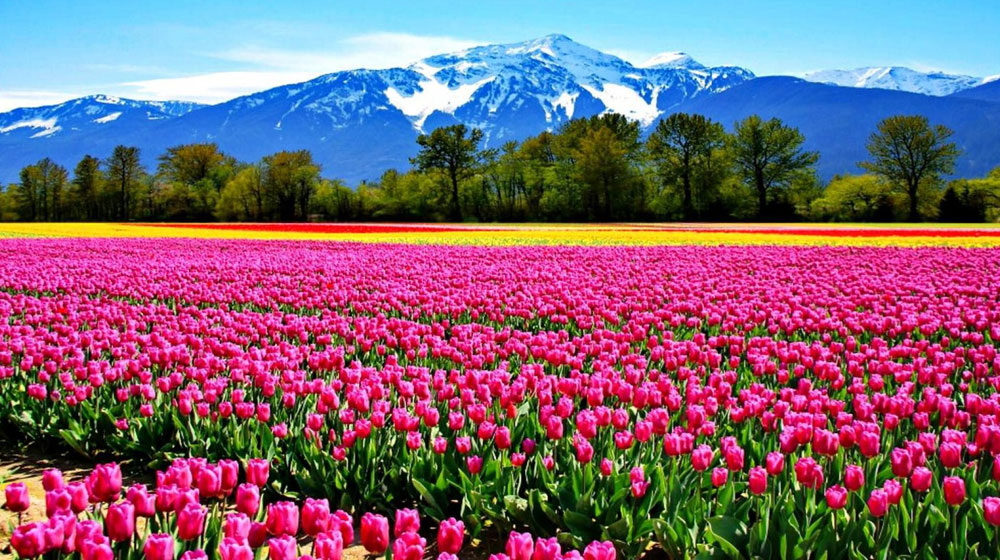 Holland flowers ~ a special flowers