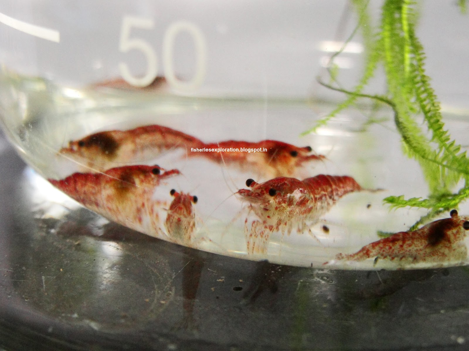 Fisheries Exploration & Conservation (Fishexcos): Caridina babaulti ...