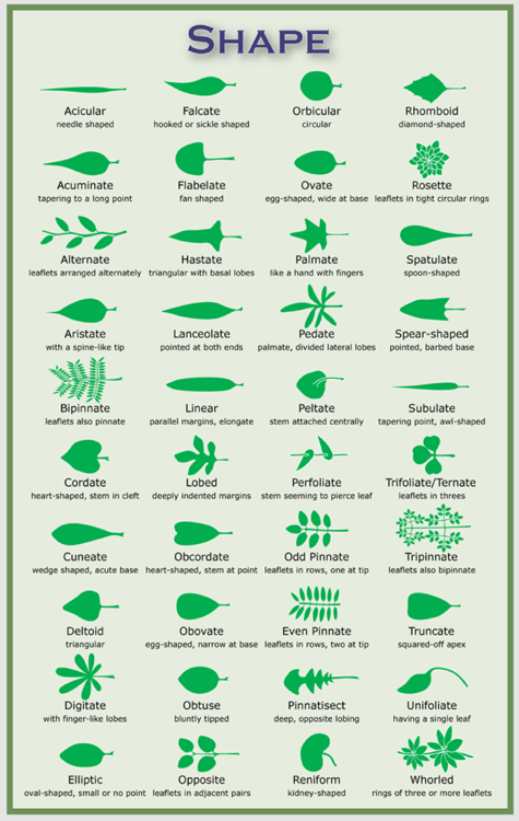 Little Australia: Illustrated Leaf Morphology