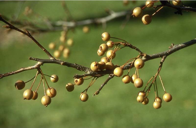 Beechwood Landscape Architecture and Construction: Autumn Blaze Callery ...