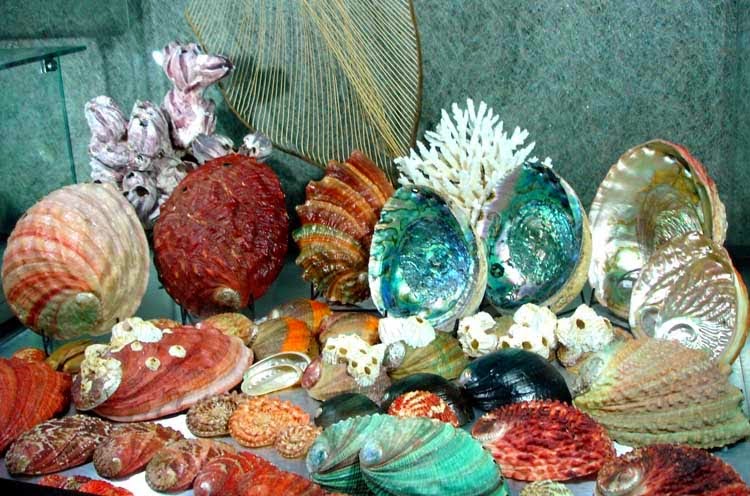 Bali Indonesia Holiday Travels: Fantasy of Bali Shell Museum