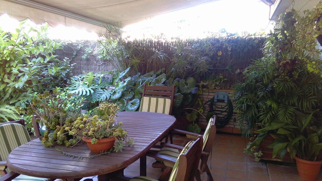 Blog de Dorisalon: PLANTAS FRONDOSAS