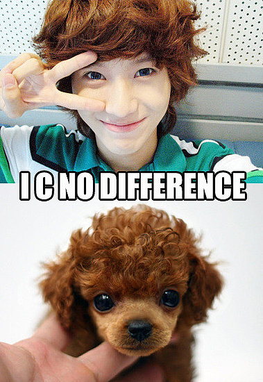 Korea Dreams: Funny K-pop gifts and memes