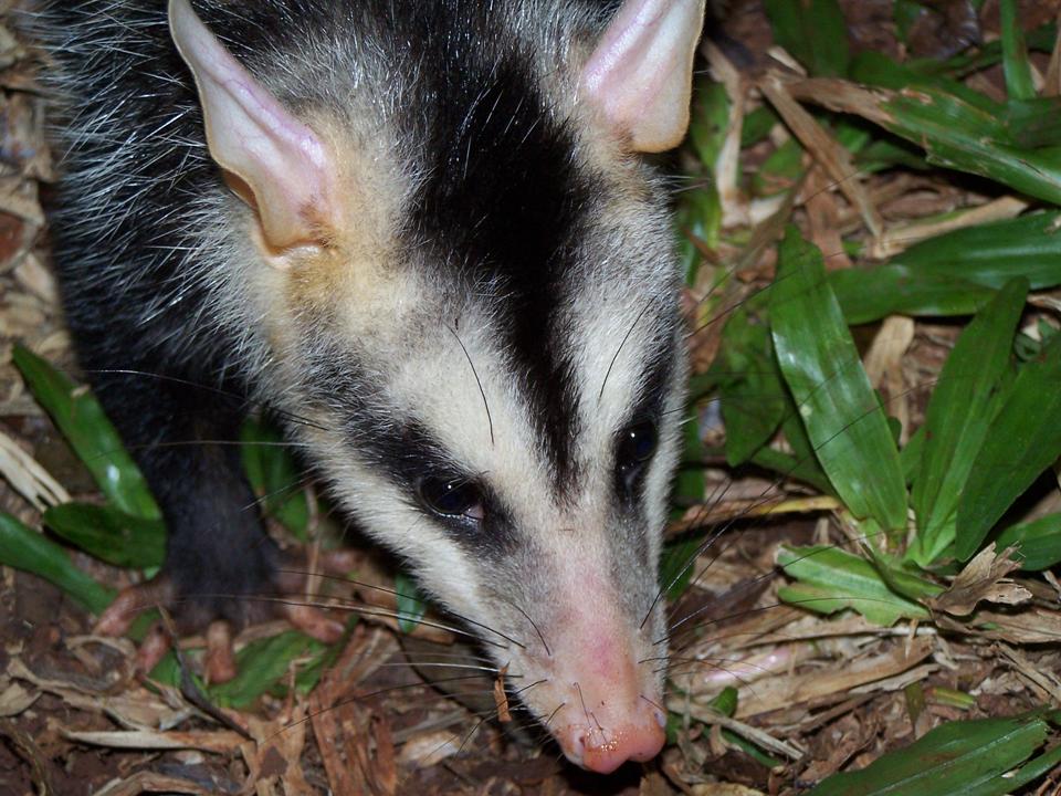 Não confunda timbu com rato, que é marsupial e semeador | Panorama Eco