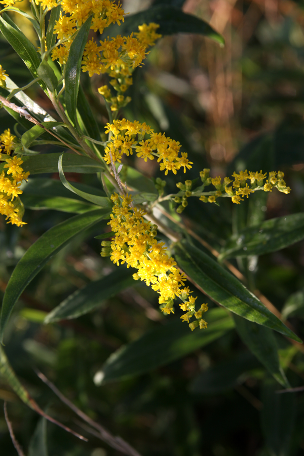 Healing Weeds: Goldenrod