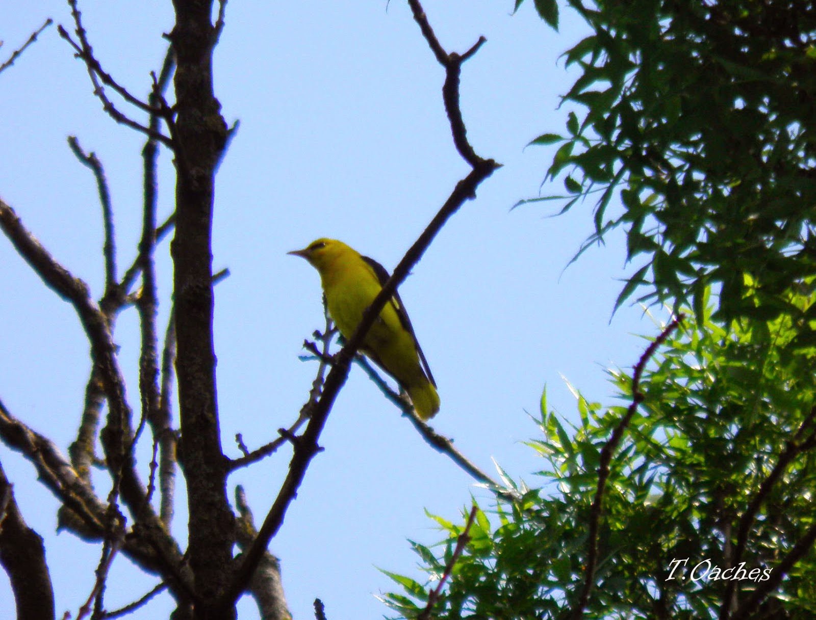 PASARI DIN ROMANIA: GRANGUR, Oriolus oriolus