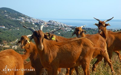 ΑΙΓΟΤΡΟΦΕΙΟ: ΦΥΛΕΣ ΑΙΓΩΝ