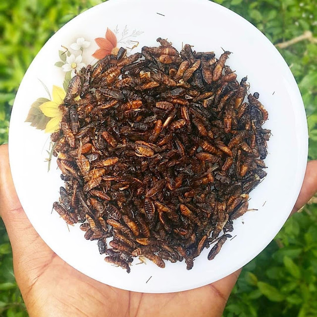 Stella Dimoko Korkus.com: Delicious Insect...