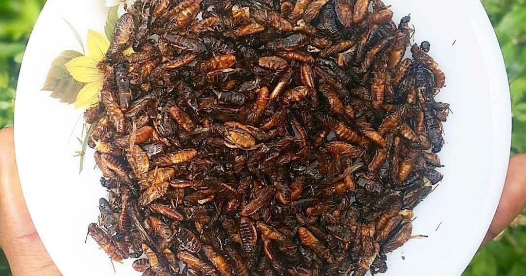 Stella Dimoko Korkus.com: Delicious Insect...