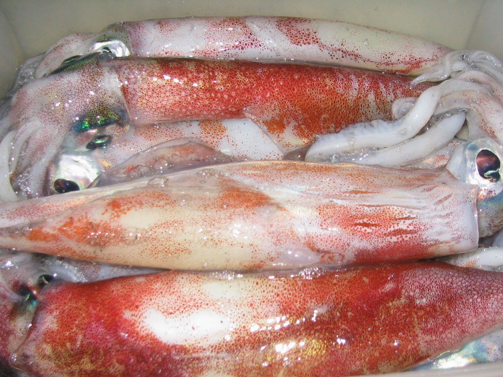 El rincón de Mundín: LOS CEFALÓPODOS: EL CALAMAR, LA JIBIA Y EL PULPO