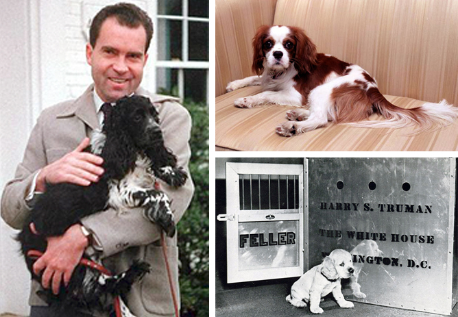 My Dog Chloe & Me: Presidents and Spaniels