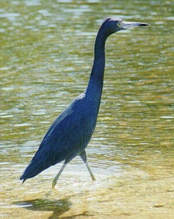 CONOCIENDO UN POCO MAS NUESTRO PERU: HUMEDAL DE SANTA ROSA "UN PARAISO ...