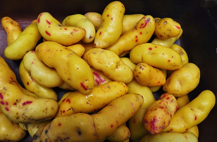 APORTES A LA ALIMENTACIÓN MUNDIAL Y PRODUCTOS ORIGINARIOS: OLLUCO