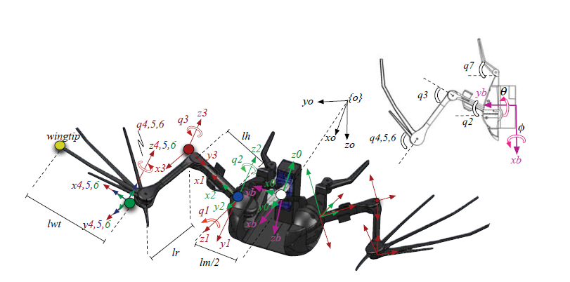 Bat Robot: How to mimic the batbot’s flying mechanism?