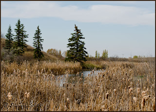 Prairie Nature: Coyote at Condie Nature Refuge